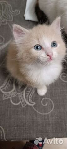 Котенок девочка
