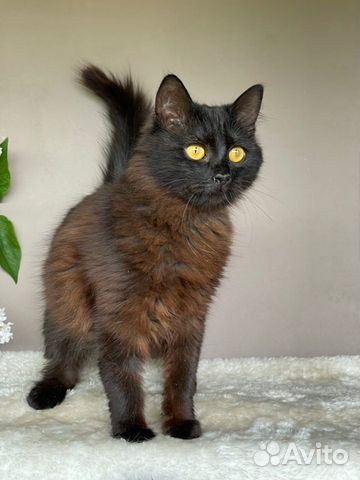 Кошка Шоколадка