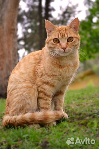 Кошечка маленькая рыжая