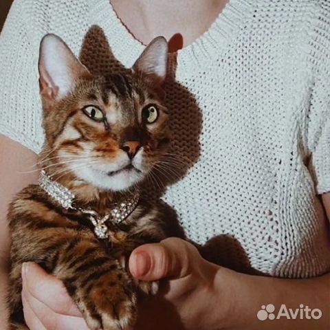 Бенгальская кошка с котятами ищут дом