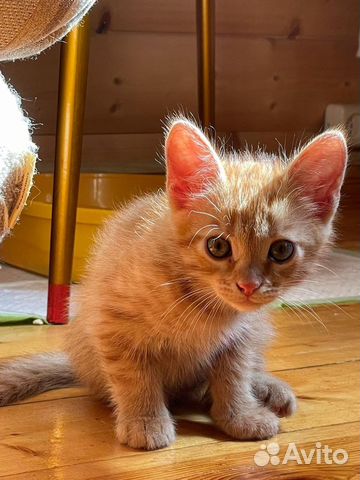 Рыжий котенок Баксик