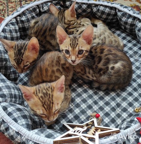 Бенгальские котята