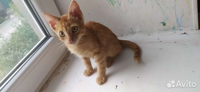 Котенок огонь