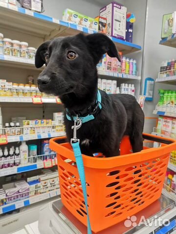 Собака метис со спаниелем в дар