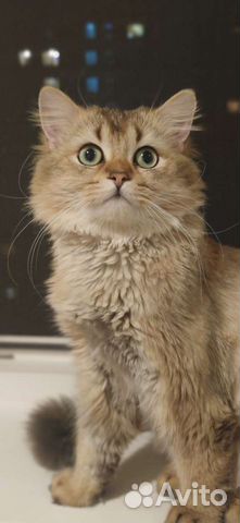 Британский длинношерстный кот