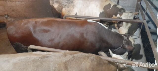 Быки на мясо