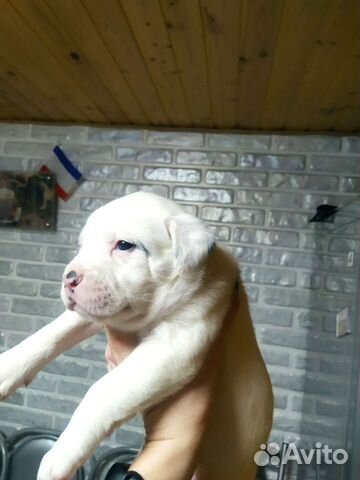 Щенки Американского бульдога