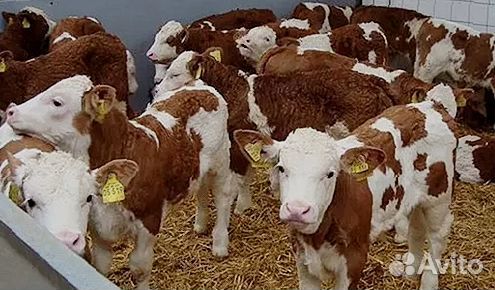 Телята Бычки