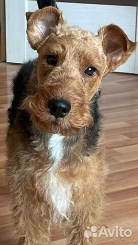 Вельштерьер