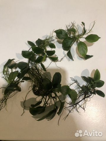 Аквариумные растения анубиас