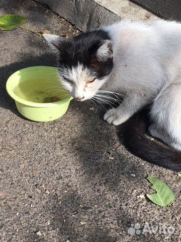 Котик умирает мухи на нем