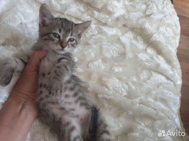 Сибирские котята в добрые руки