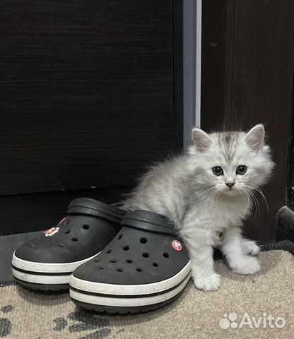 Британский котенок в добрые руки