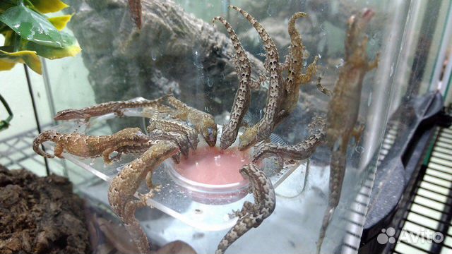 Траурные гекконы lepidodactylus lugubris