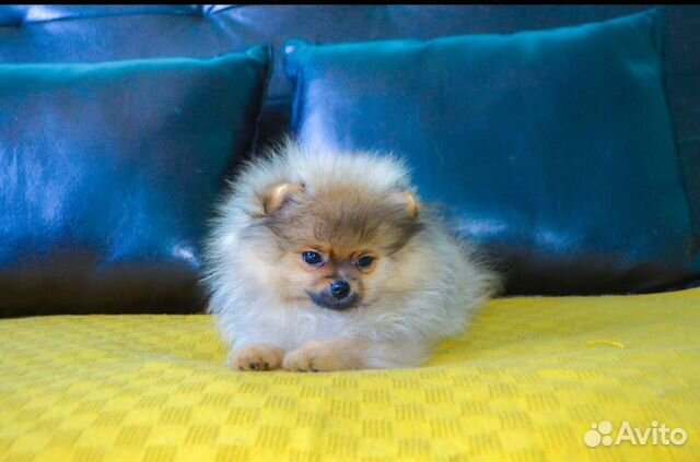 Шпиц шоу кукольной внешности миник померанский