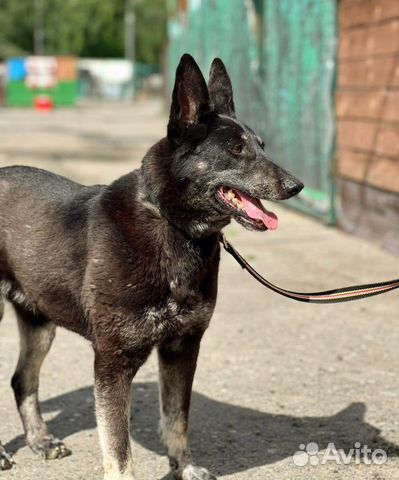 Чак в шоке от приютской жизни