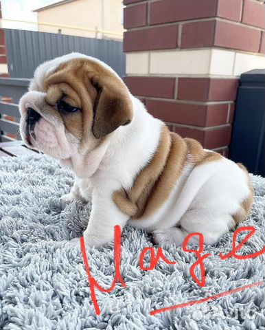 Английский бульдог шикарных кровей