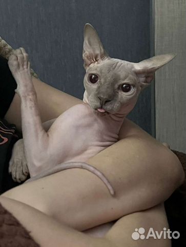 Канадский сфинкс бесплатно