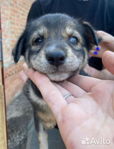 Собака