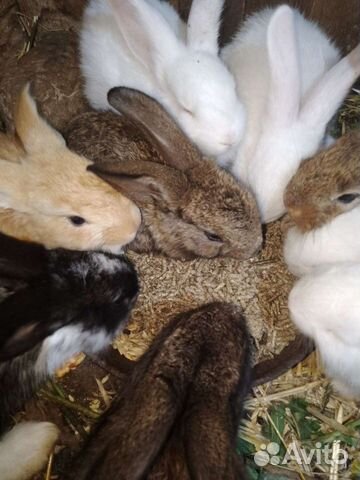 Крольчата