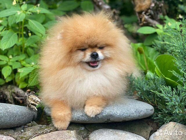 Померанский шпиц вязка
