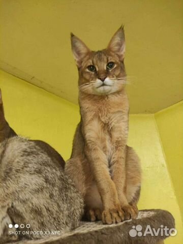 Чаузи ф1 мальчик