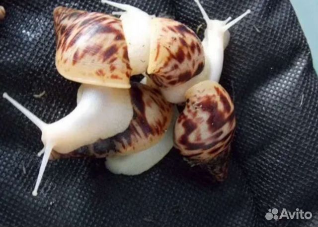 Улитки ретикулято альбино