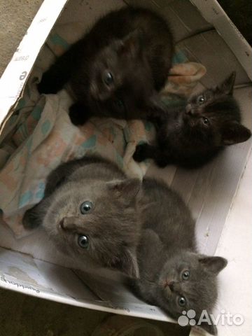 Отдам в хорошие руки 4 котеночка