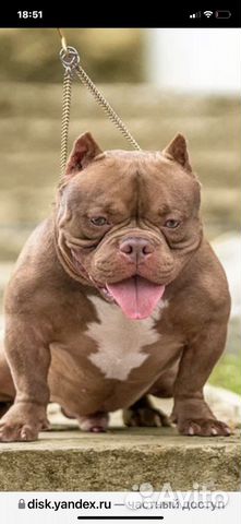 Американский булли микро экзот