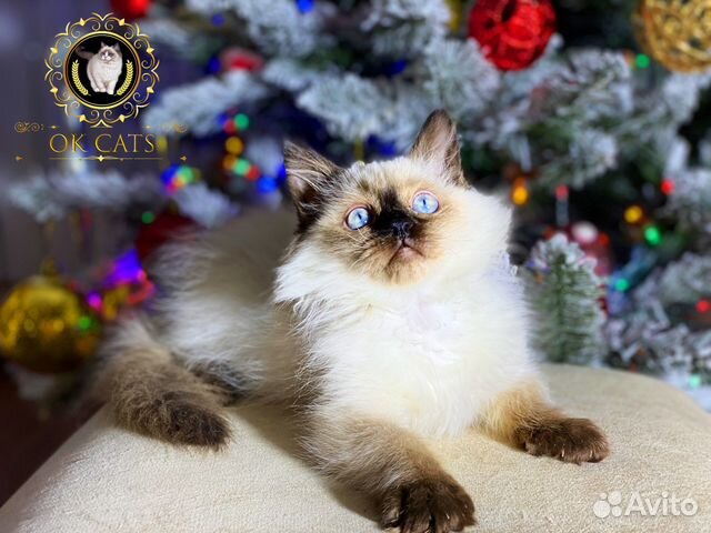 Рэгдолл девочка с документами