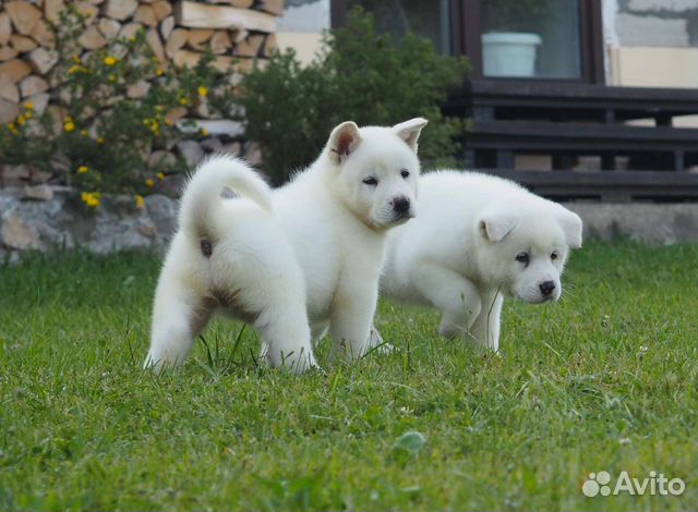 Американская акита