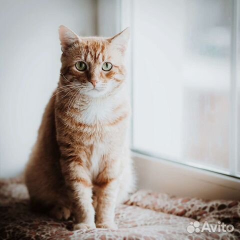 Пират в дар в добрые руки