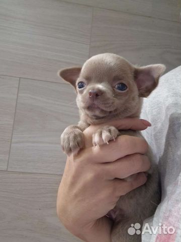 Щенки чихуахуа мини мальчик