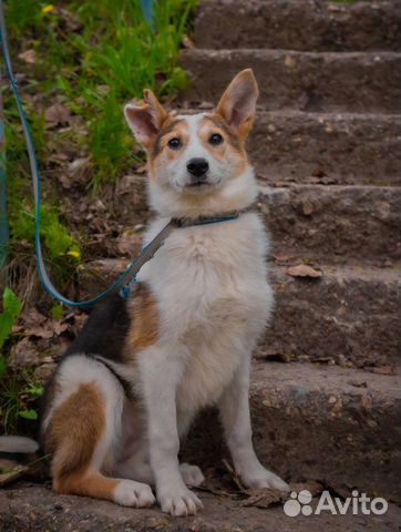 Заберите крошку из приюта