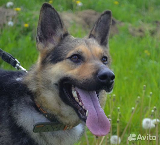 Метис овчарки Адель