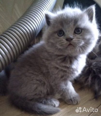 Плюшевый британский котенок