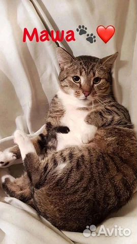 Кошка Маша