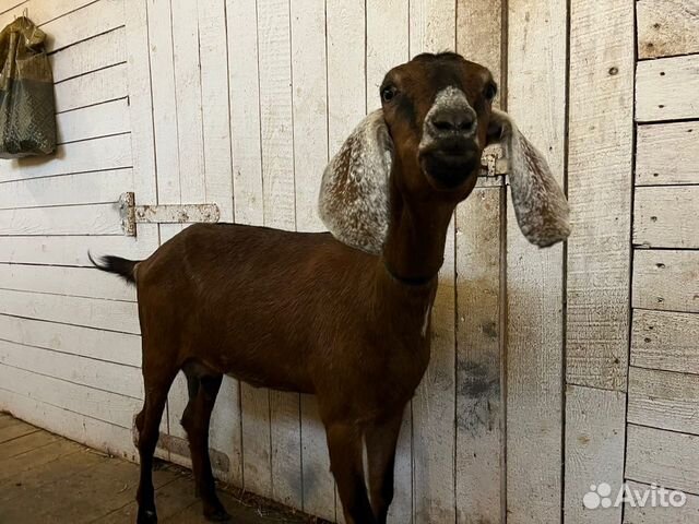 Продам козу