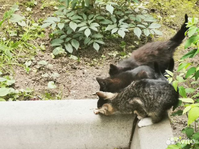 Котята в добрые руки Войковская дом или передержка