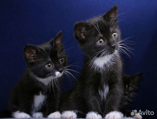 Черно-белое счастье - колоритные котята в доб руки