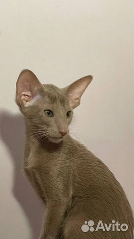 Ориентальные котята