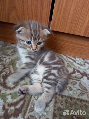 Британская вислоухая кошка