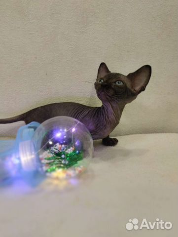 Милашки мальчишки, бамбино, канадский сфинк