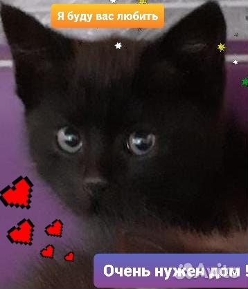 Котёнок алиса, 2 мес., каштанового окраса