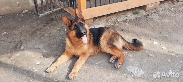 Немецкая овчарка вязка