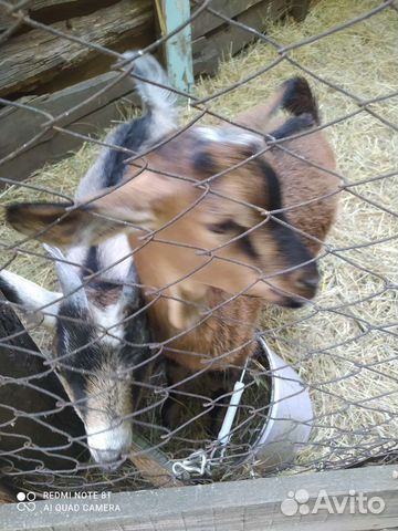 Чешский козлик