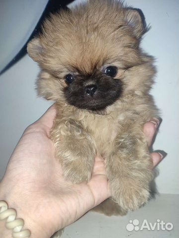 Шпиц три милых медвежонка