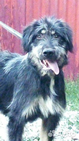 Собака помесь