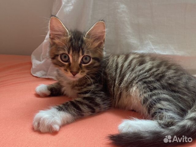 Котенок