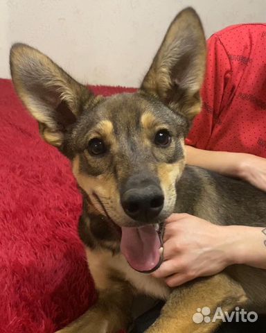 Щенок в добрые руки